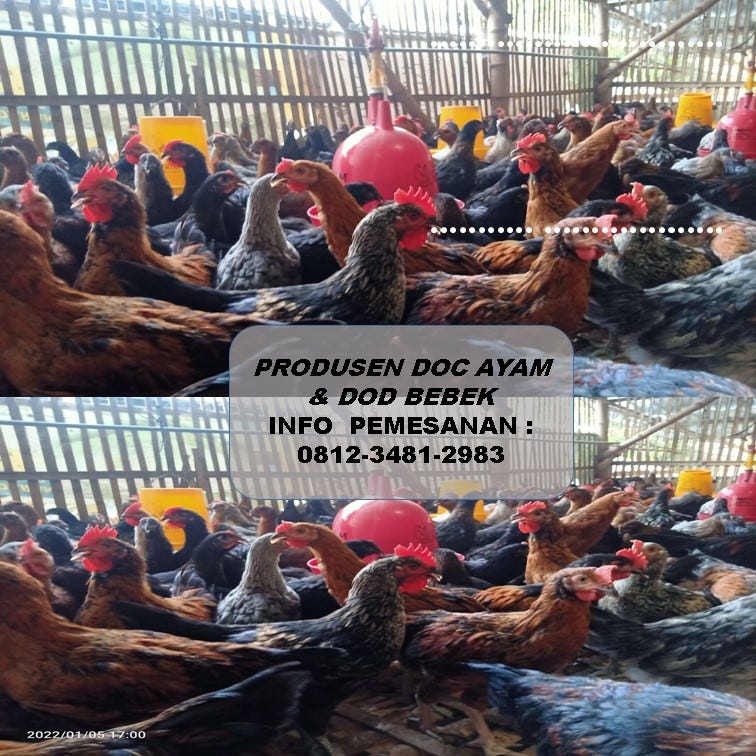HARGA TERBAIK, PRODUSEN DOC AYAM PEJANTAN | LAYER | BROILER | JOPER | KAMPUNG MAKASSAR, WA ...