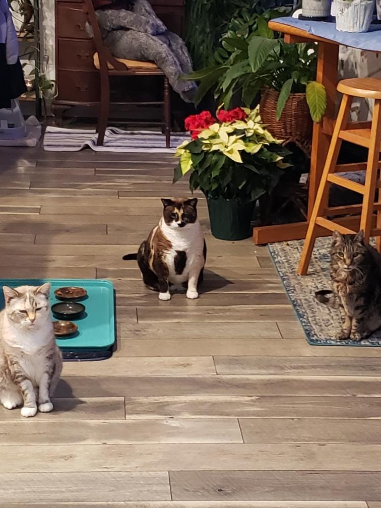 For the Love of Cats. Can caring for cats be a burden? | by Bear Kosik ...