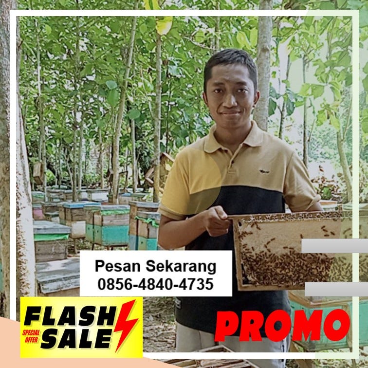 CALL 0856–4840–4735 Pusat Jual Beli Supplier Sarang Madu Asli Termurah ... CALL 0856–4840–4735 Pusat Jual Beli Supplier Sarang Madu Asli Termurah ...