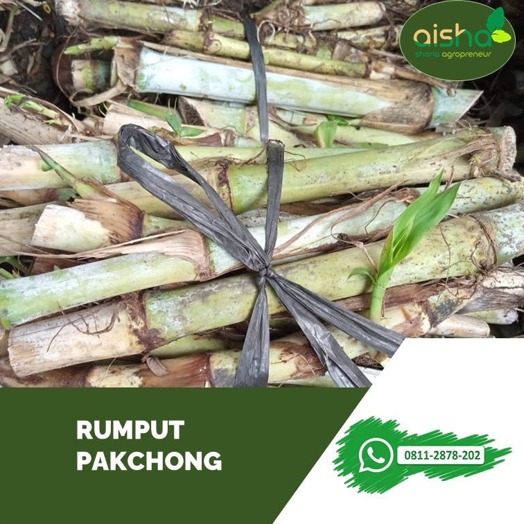 Beli rumput pakchong, Hubungi [0811 2878 202] Bibit rumput pakchong ...