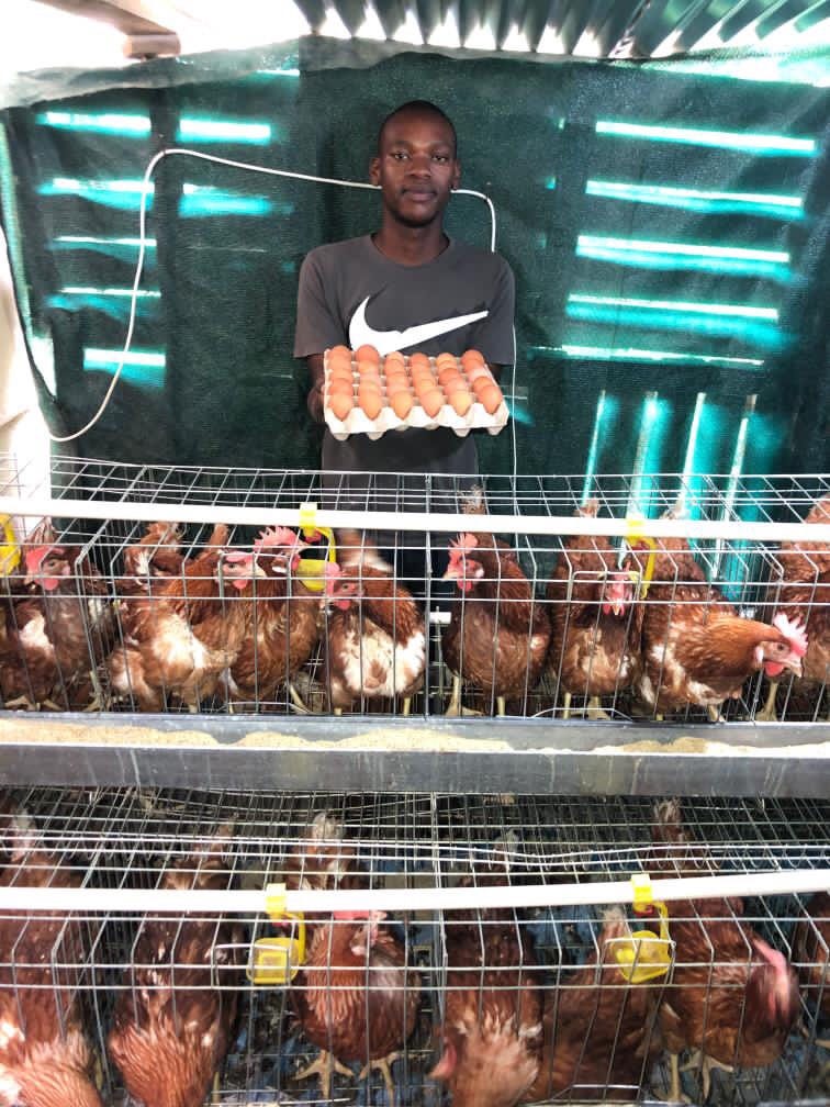 The Rise of a Poultry Pioneer: A Chicken Farmer’s Inspiring Journey ...