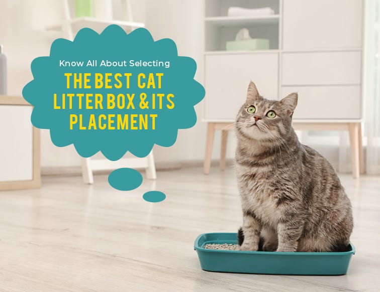 Know All About Selecting The Best Cat Litter Box And Its Placement ...