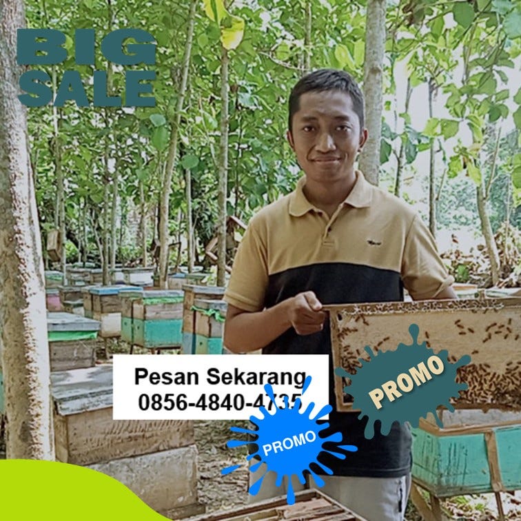 CALL 0856–4840–4735 Pusat Jual Beli Supplier Sarang Madu Asli Untuk ... CALL 0856–4840–4735 Pusat Jual Beli Supplier Sarang Madu Asli Untuk ...