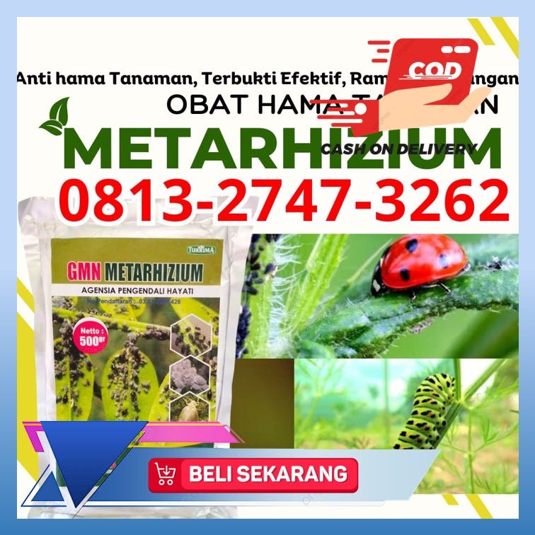 GA MAIN MAIN CALL 0813–2747–3262, DISTRIBUTOR Obat Hama Padi Tabukan ...