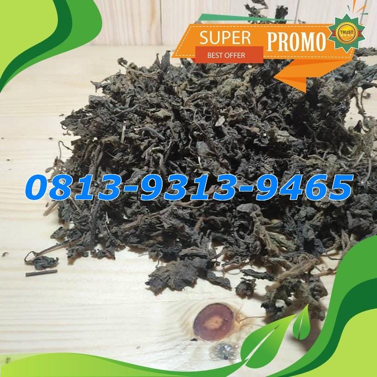 SEDANG PROMO! TELP! 0813–9313–9465, Supplier Daun Cincau Hitam ...