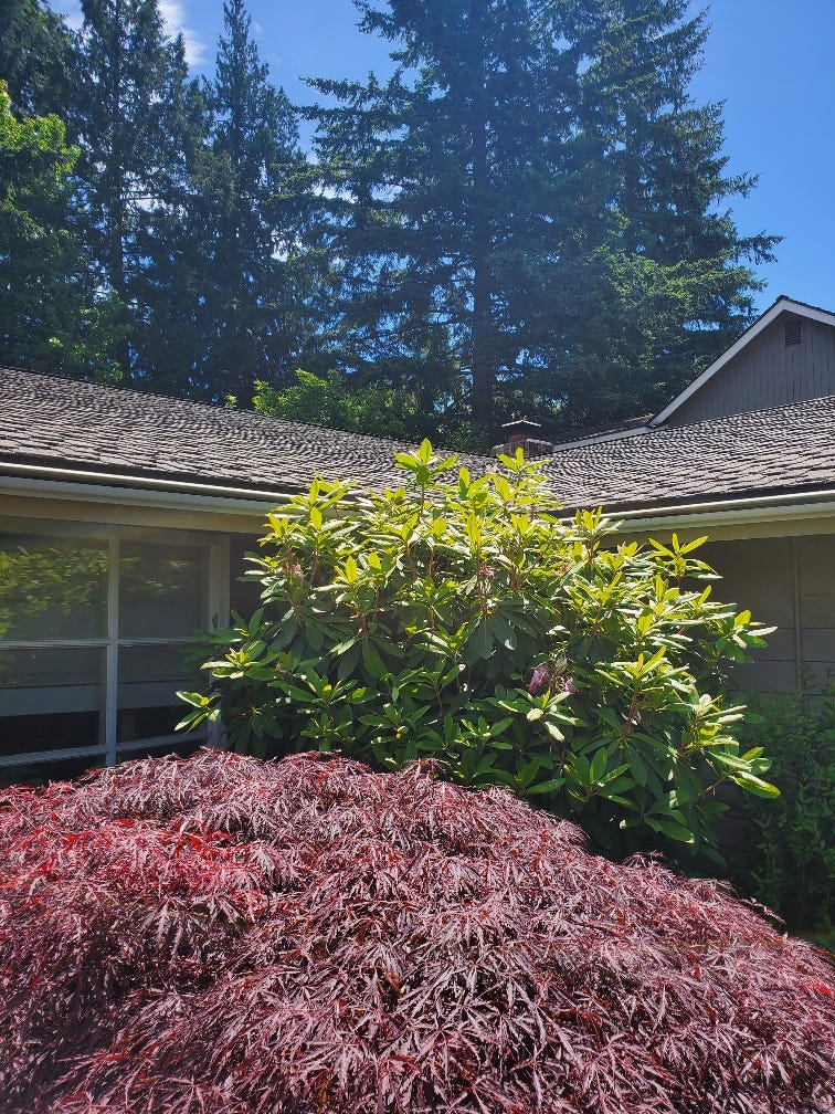 Best Ant Control Service?. What Causes Ants in the Home? | by Cuxwqaz ...