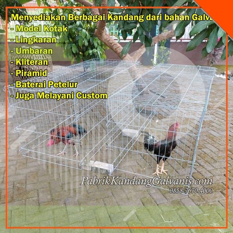 Ukuran Kandang Umbaran Ayam Hutan Gampang Dibongkar Pasang, Wa. 0858 ...
