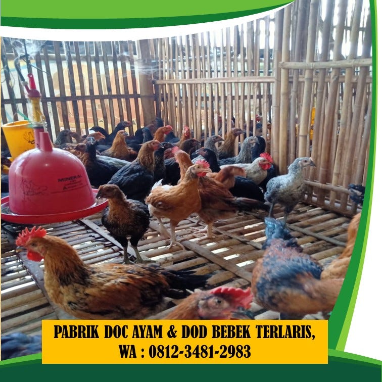 BISA VAKSIN, PABRIK DOC AYAM PEJANTAN | LAYER | BROILER | JOPER ...