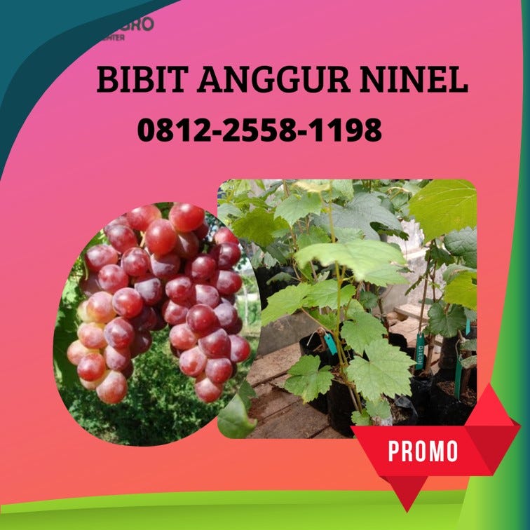 HARGA KHUSUS!. BIBIT ANGGUR NINEL | by Pupukhayati | Medium