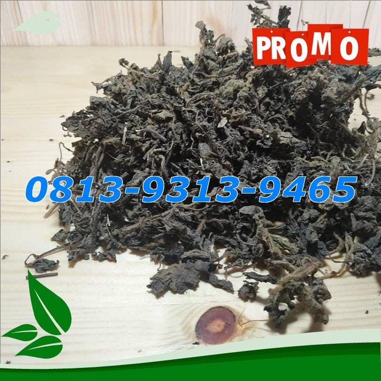 UNGGUL!! TELP! 0813–9313–9465, Harga Daun Janggelan Cincau Hitam Kulon ...