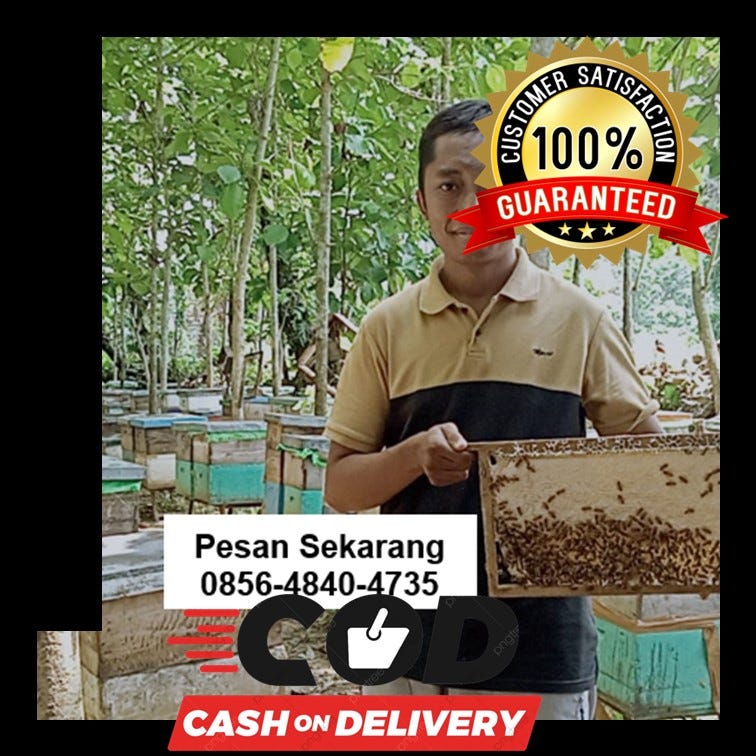 CALL 0856–4840–4735 Pusat Perkulakan Supplier Madu Sarang Asli Untuk ... CALL 0856–4840–4735 Pusat Perkulakan Supplier Madu Sarang Asli Untuk ...
