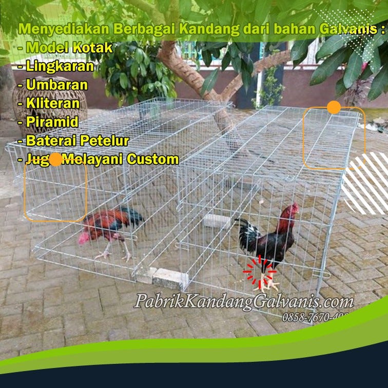 Kandang Ayam Sistem Baterai Tidak Berbau, Tidak Lembab dan Tidak Berjamur, Wa. 0858–7670 ...