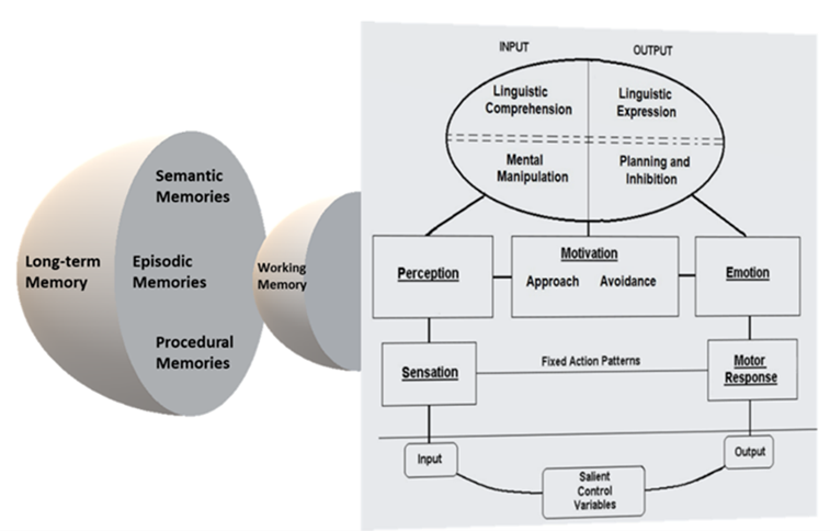 Now UTOKing: Cognition. In this blog and video series, we… | by Gregg ...