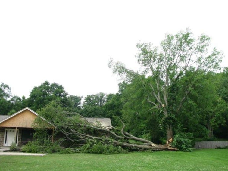 Tree Expert Witness. Unveiling the Vital Role of a Tree… | by Tree ...