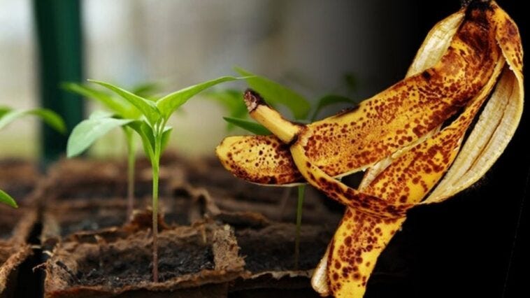 APRENDE A HACER FERTILIZANTE CASERO DE ESTA MANERA - angela az - Medium
