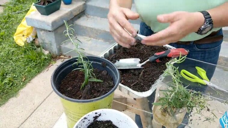 APRENDE A REPRODUCIR UNA PLANTA DE ROMERO DE ESTA MANERA - angela az ...