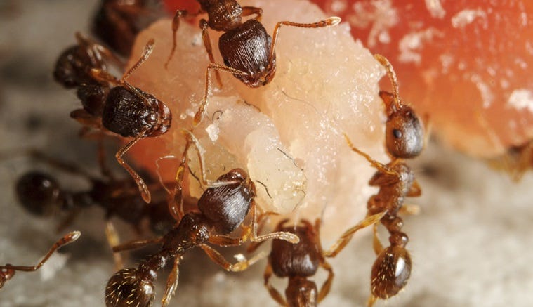 The Best Termite Control Company in Simi Valley, California | by O ...