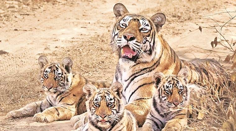 A story about a good tiger who saves a child from a train track after ...