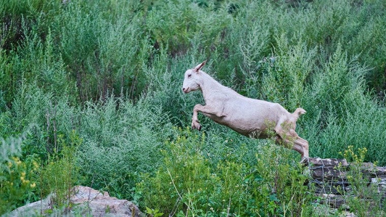 How high can a goat jump? - Sweeny jane - Medium