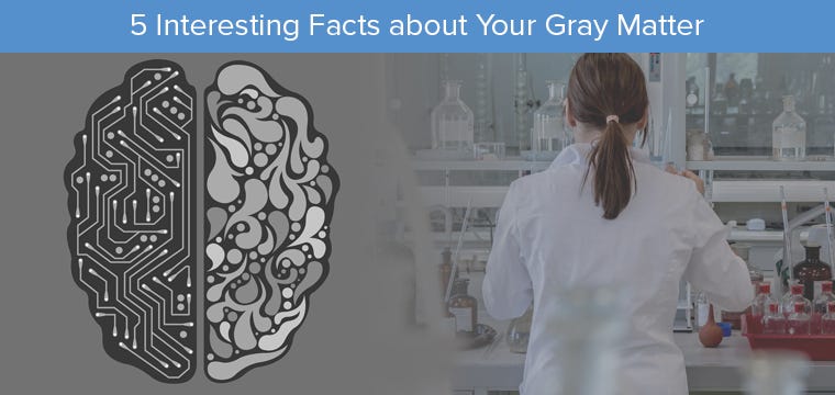 Interesting Facts about Your Gray Matter | by Brain Power Pill | Medium