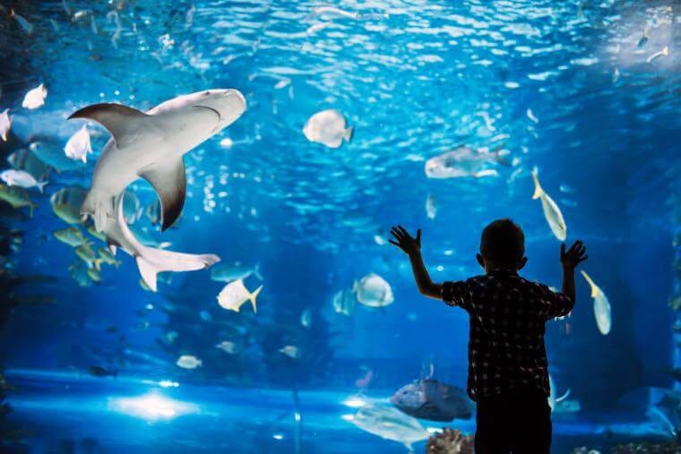 Houston Interactive Aquarium and Animal Adventure | by OT BB | Oct ...