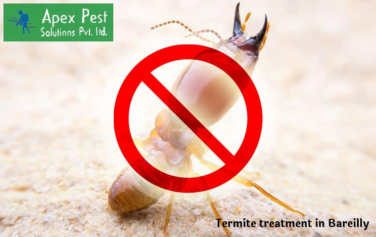 Termite treatment in Bareilly. Get best price Termite Treatment in… | by Apex Pest Solutions ...