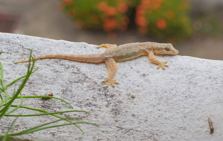 Keeping Lizards at Bay: Effective Control Strategies in Dubai | by ...