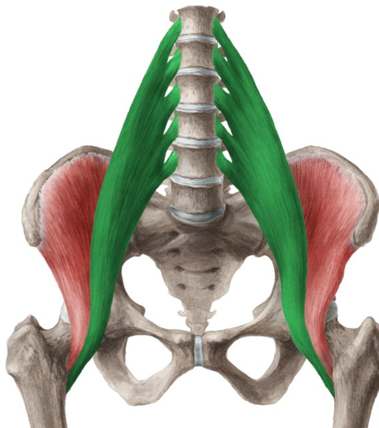 3 Things That Happened When I Started Releasing My Psoas Every Day | by ...