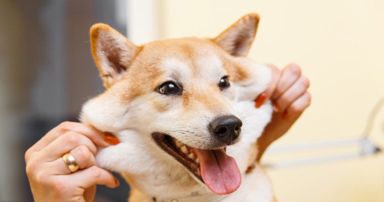 Pet-Chains to Revolutionize the Pet Care Industry and Create a Secure ...