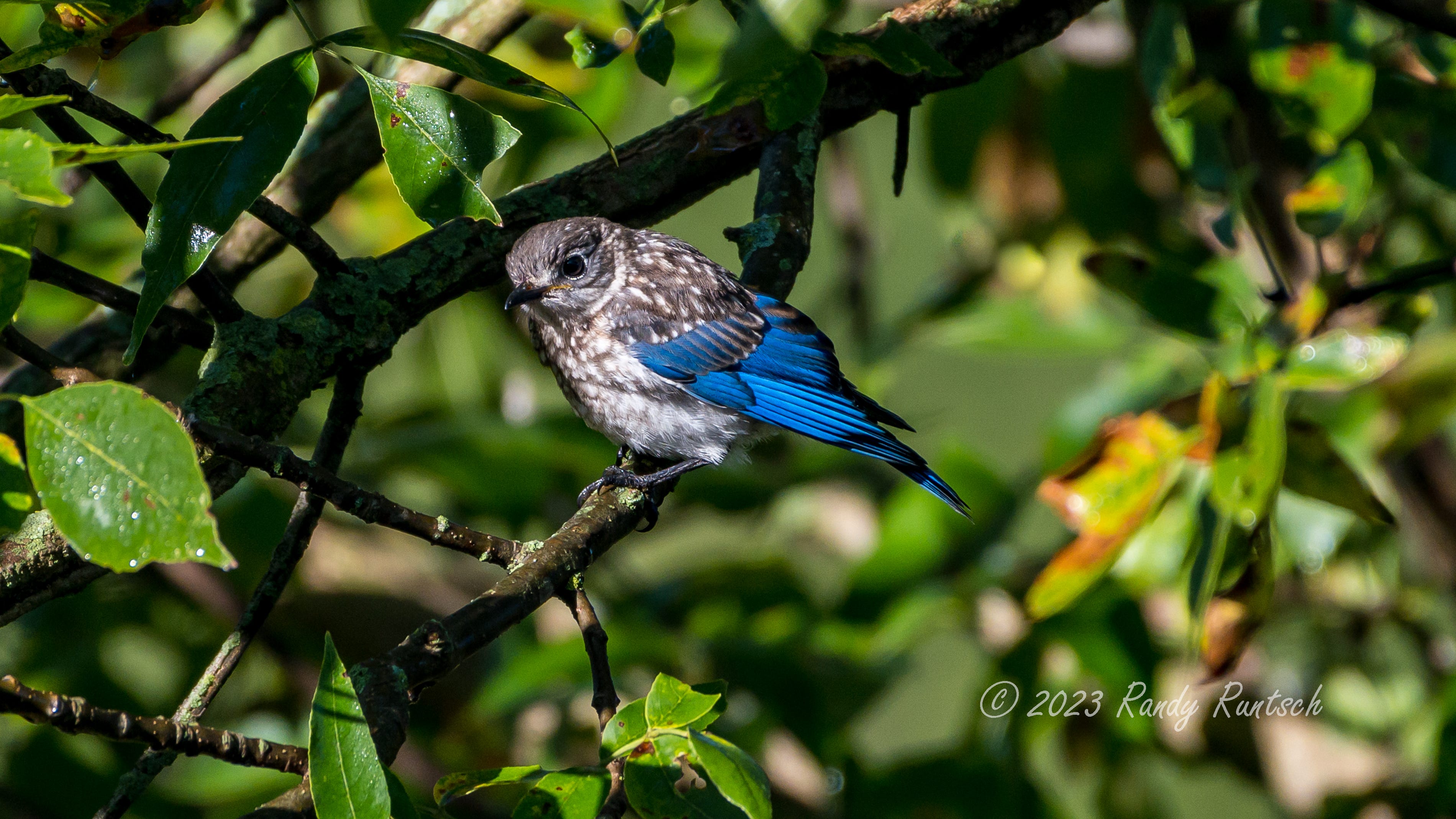 Blue Jay And Cardinal Hybrid