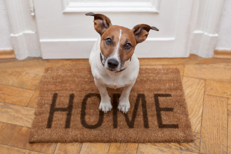 Russell Refuge: A Terrier Haven in Rhinebeck, NY | by Adam Croman | Medium