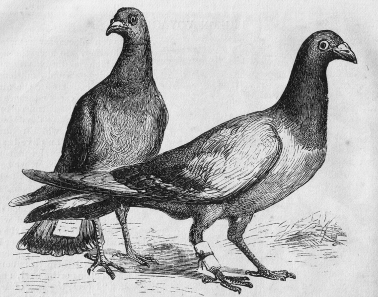 The Decorated History of Pigeons. More intelligent than balloons and ...