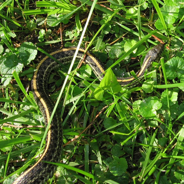 My Snake, Sam. I’m afraid of snakes. I originally… | by Christine ...