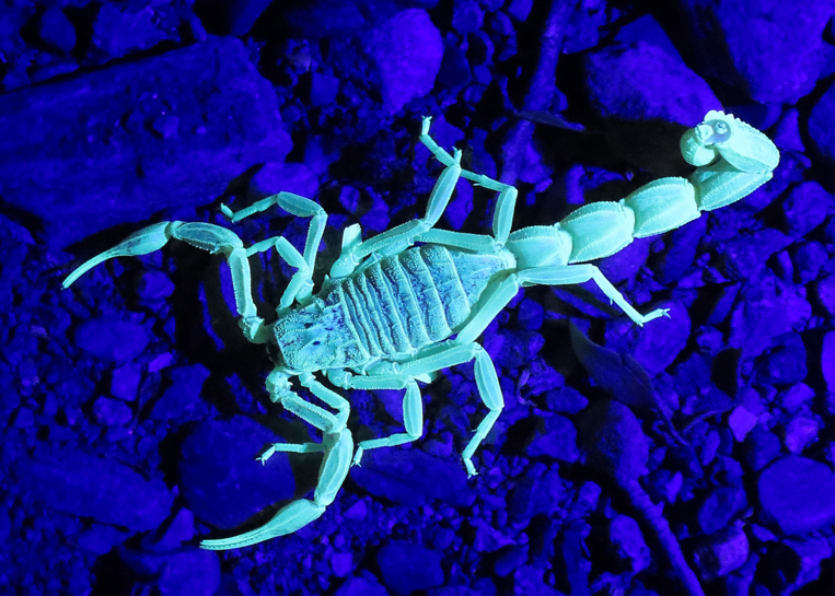 Scorpion Doctors. The New Drug Lords of Modern Medicine | by Lloyd ...