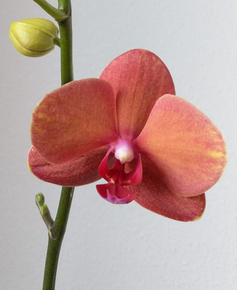 Shorter days are making my orchids bloom | by LucianoSphere (Luciano ...