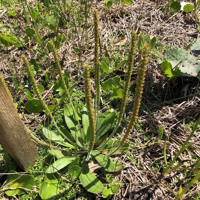 Plantains — Edible Greens in Your Lawn | by Our Mississippi Home | Our ...