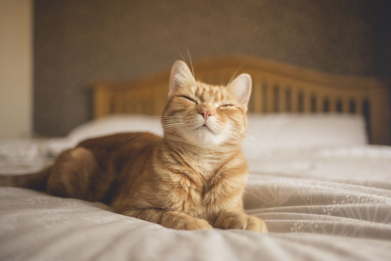 Reasons Behind Cats Kneading!!. A cat has many unique behaviors but one ...