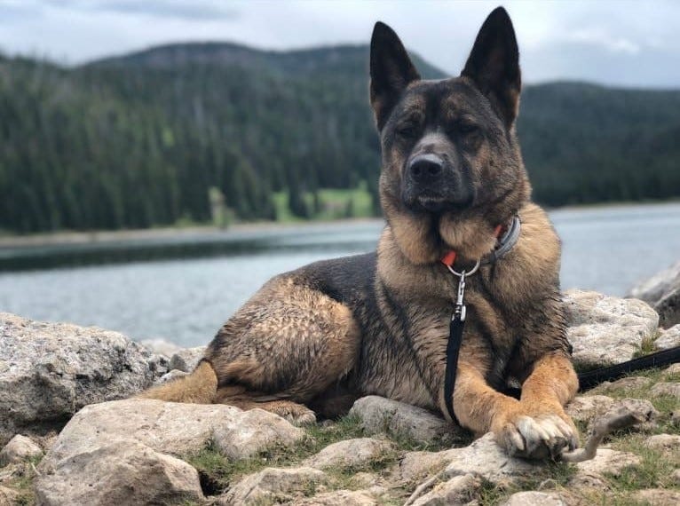 Akita Shepherd Mixed Breed: Health, Training, and Key Facts | by Nikola ...