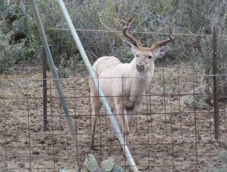 Things Beginners Need To Keep In Mind For Mexico Whitetail Hunts | by J ...