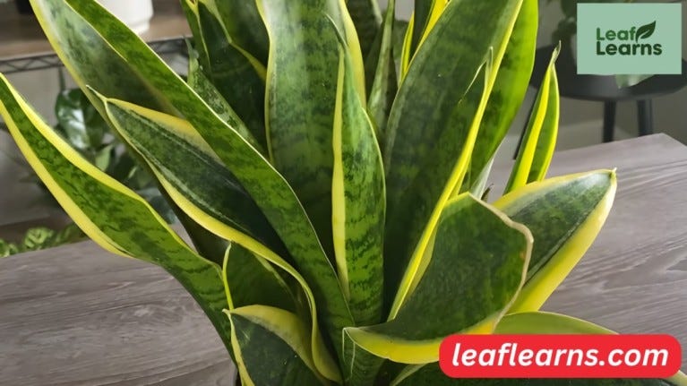 How to Care and Guide the Snake Plant (2023) | by leaflearns | Sep ...