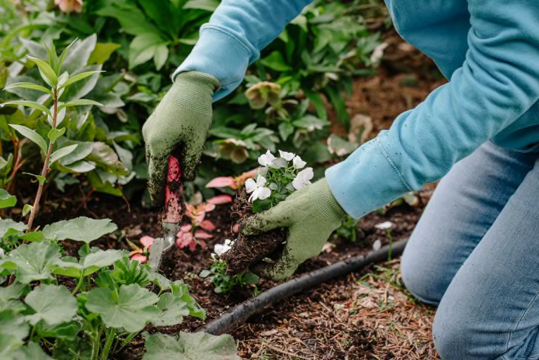 How Gardening Cured My 20 year Phobia of Bugs | by Cynthia Acebo | Medium