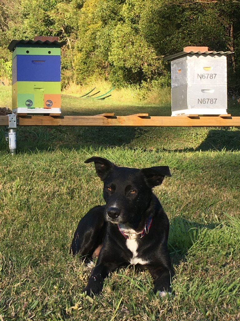 The difference of our Bulk Raw Honey Online in Australia | by Black Dog ...