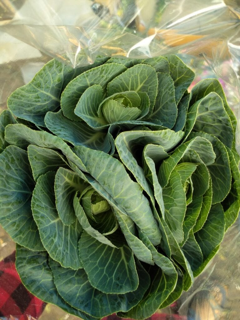 BRASSICA -HOW TO PLANT AND CARE. brassica sort of 45 types of Flowering ...