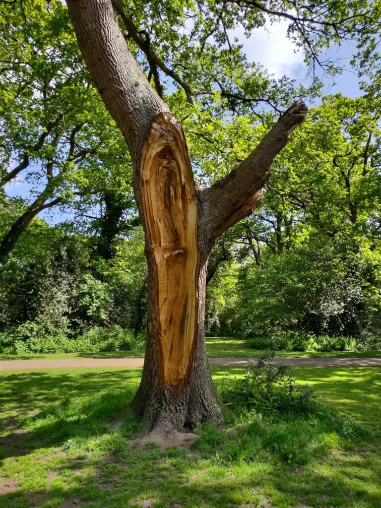 7 Times When Emergency Tree Removal Is Urgently Necessary | by Sexy ...