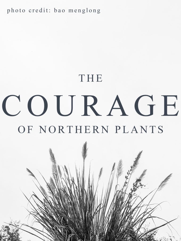 The Courage of Northern Plants. Plants in the North hold incredible ...