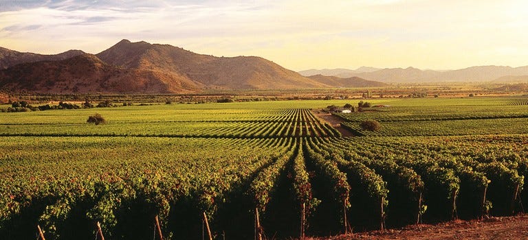 Barcelona Wine Tastings: The Wines of Chile | by Fintan Kerr | Medium
