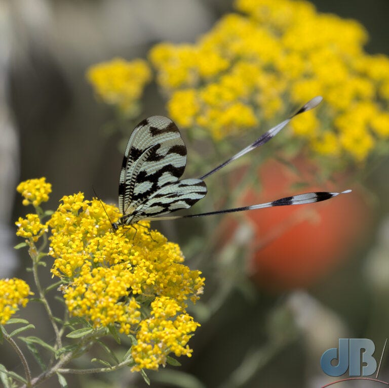 The Petaloúda Paparazzi. Mrs Sciencebase and I spent a week in… | by ...