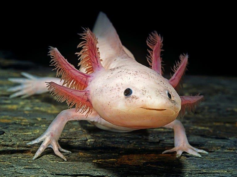 The Axolotl: The Deadpool of the Animal Kingdom | by Jackson Burch ...