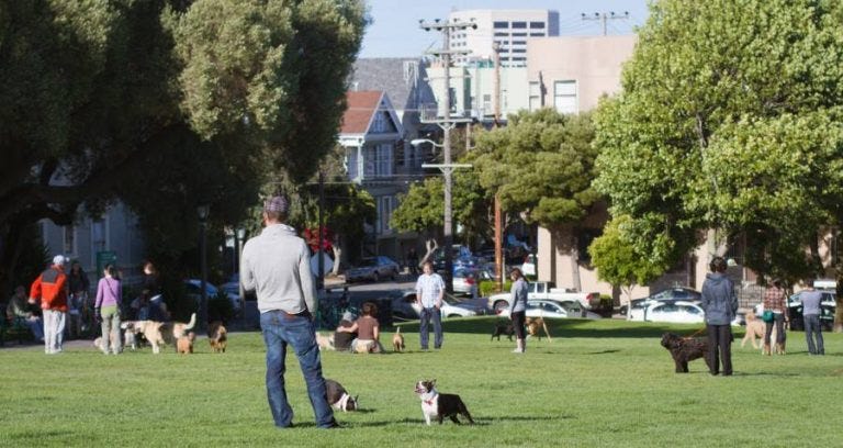 Top 5 Dog-Friendly Suburbs in Melbourne | by Liveable | LIVE/ABLE | Medium
