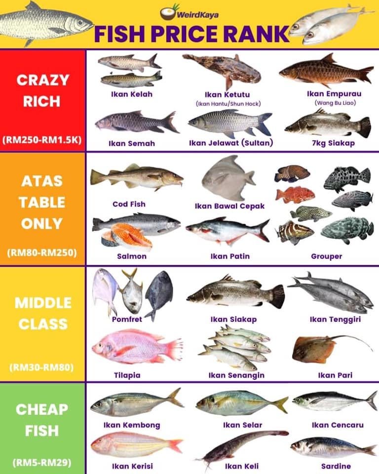 Learning Malay-Different Types of Fishes - Tony Q. - Medium